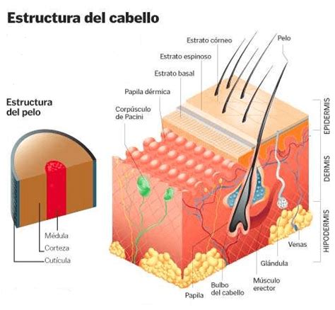 Estructura Fisica Del Cabello ¿cuál Es La Anatomía Del Pelo Pushe