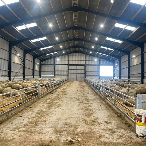 Sheep Sheds Custom Steel Housing For Uk Sheep Farms Thorburn Group