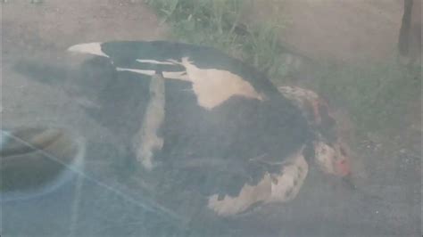 From The Bottomducks Sexducks Matingducks Loveducks Marriage