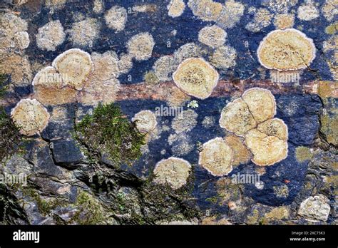 Abstract Crustose Lichen Patterns On Surface Of Rock In Pisgah National