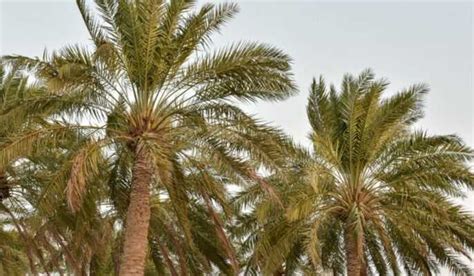 Explore The World Of Palm Trees A Comprehensive Guide To Palm Tree