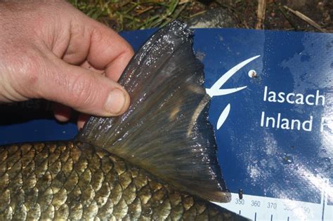 Roach Bream Hybrid Fresh Water Species Identification Record