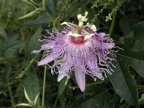 Passiflora Incarnata Passifloraceae