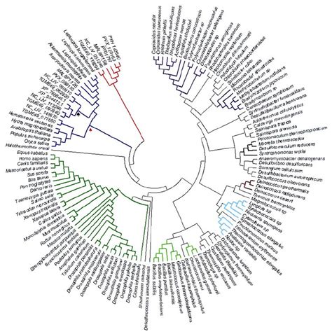 Bootstrap Consensus Tree Inferred Using The Neighbor Joining Method Download Scientific