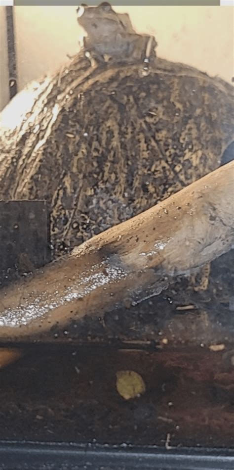 Frog Cage Mystery Rfrog