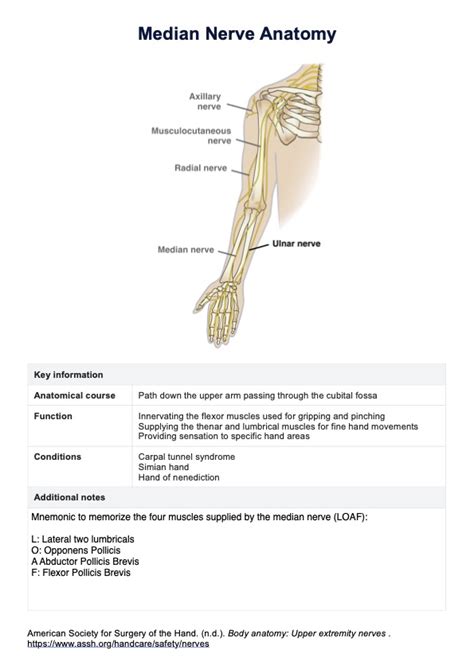 Ulnar Nerve Motor Function Cpt Codes List