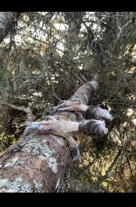 Where Is The Eagle Rweird