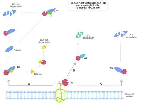 Cleavage Of Complement Proteins By Pic A Pic Protease Cleaves C3 Download Scientific Diagram
