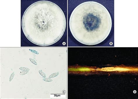 Morphological And Cultural Characteristics Of Botryosphaeria Dothidea Download Scientific
