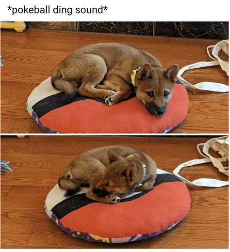 Three Years Ago Today I Caught An Odd Eevee R Shiba