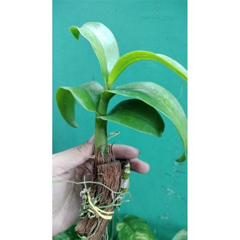 Dendro Orchids Budget Meal Shopee Philippines