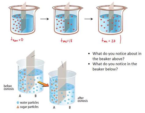 Unlock The Mystery Virtual Osmosis And Diffusion Lab Activity Answers Revealed