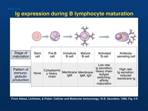 Ppt Lecture 5 Antibody Genes I Powerpoint Presentation Free Download