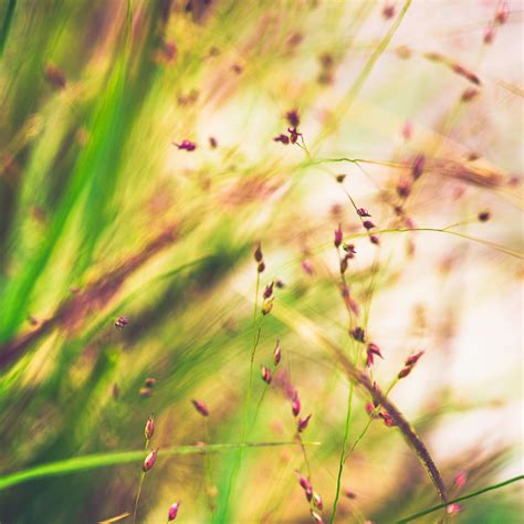 Switchgrass Panicum Virgatum Bright Lane Gardens