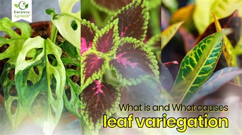 What Is Leaf Variegation And What Causes Variegation