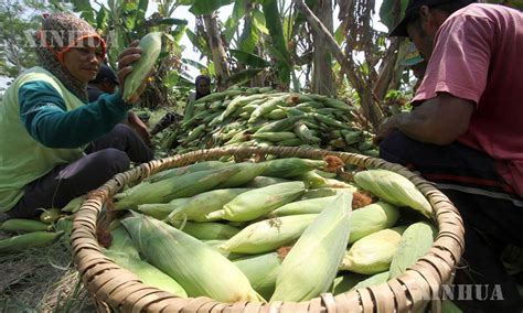 အင်ဒိုနီးရှားနိုင်ငံ၊ စူကိုဟာဂျိုမြို့ ၌ သကြားပြောင်းခူးဆွတ်သည့