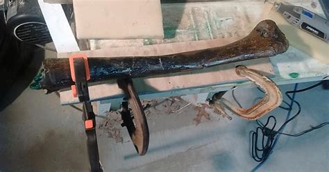 Hadrosaur Fibula Lower Leg Bone Reconstruction Will Be Displayed