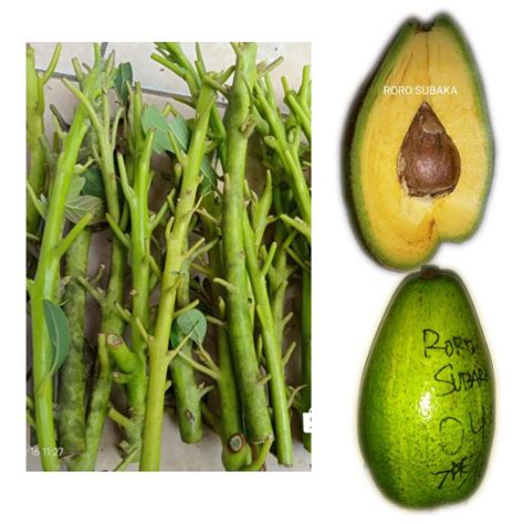 Jual 1 Entres Endtrees Pucuk Cutting Batang Segar