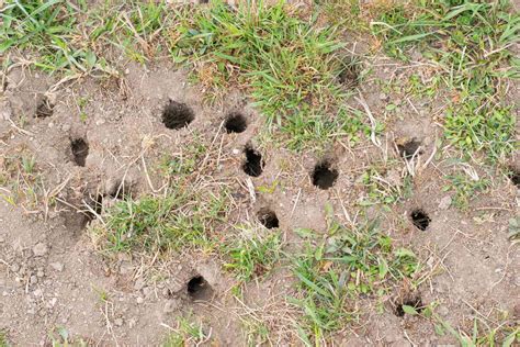 Gopher Holes In Lawn