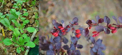 Japanese Barberry And Bush Honeysuckles Invasive Threats To Adirondack