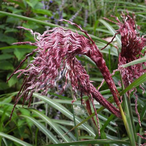 Miscanthus Sinensis Boucle Graminée Aux Panicules Brun Violacé