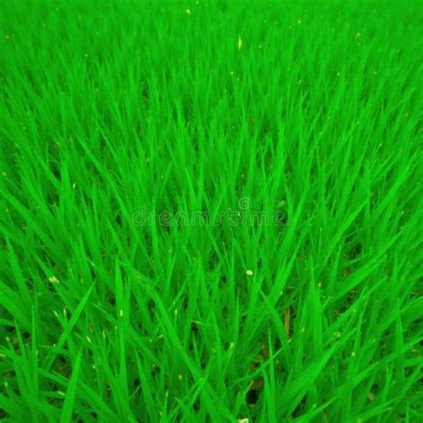 Close Up Lush Green Grass Texture Seamless Repeat Natural Pattern Stock Illustration