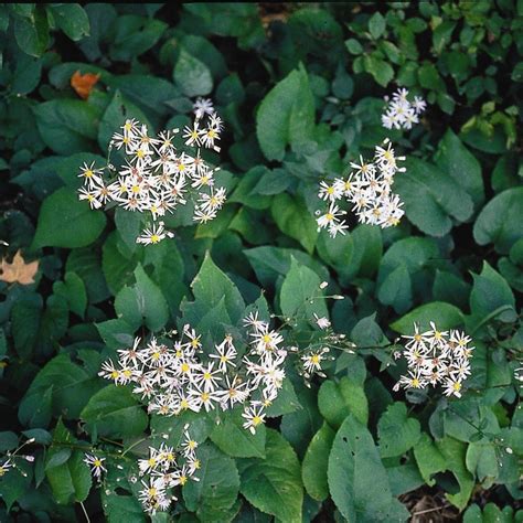 Big Leaved Aster Macrophyllus Plants Rp Astmac