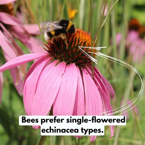 15 Colorful Echinacea Types — Plant And Bloom Design Studio