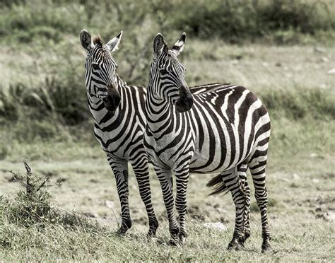 Are Zebras White With Black Stripes Or Black With White Stripes