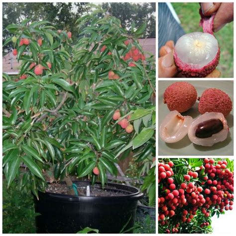 10 Nephelium Litchi Fruit Plants Lychee Fruit Plants For Terrace Balcony