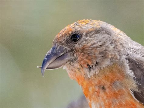Red Crossbill Ebird