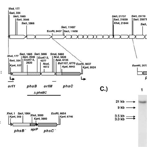 Structure Of Phosphinothricin Tripeptide Ptt And Its Precursor N