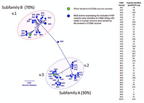 The Phylogenetic Tree Of Factor H Binding Protein Fhbp Variants Download Scientific Diagram