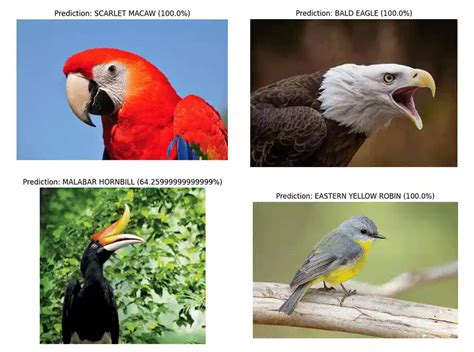 Bird Classifier On Efficientnet B2 Dennis Portfolio