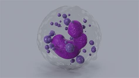 3d Basophil Blood Cell Model Turbosquid 2133330