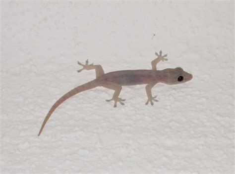 Gecko Lizard In House At Alicia Christenson Blog