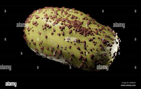 Illustration Of A Monkeypox Virus Cell Vizualisation Of An Infection