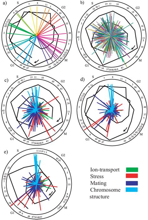 Cell Cycle Clocks Phases Of Gene Expression Illustrated By Projections