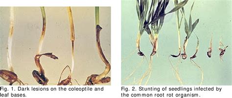 Figure 1 From Diagnosis Of Common Root Rot Of Wheat And Barley