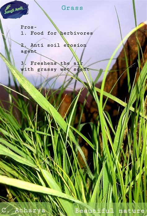 Oath Institutional Pledge