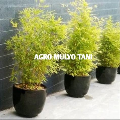 Bambu Kuning Mini Lazada Indonesia