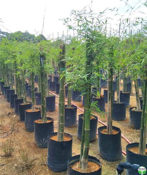 Bamboo Stone Buy Stone Bamboo Phyllostachys Angusta Free Shipping