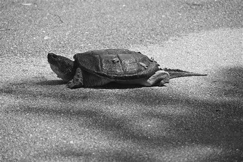 Is This A Snapping Turtle Saw In My Neighborhood Today Did Not Touch Or Move Him Just Let Him