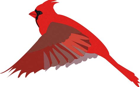 100000 Free Bird Cardinal And Cardinal Images Pixabay