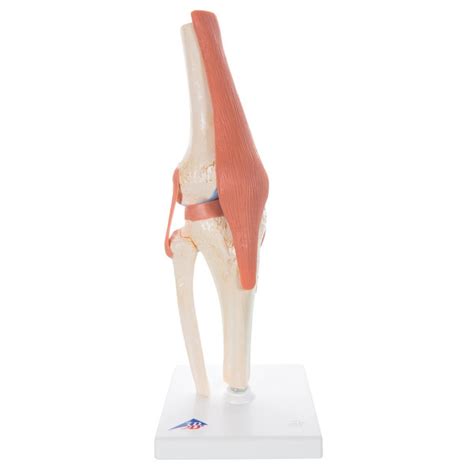 3b Scientific A82 Functional Knee J Medi Shopgr