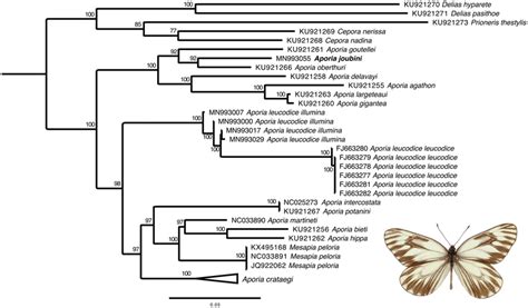Maximum Likelihood Ml Tree Of The Subtribe Aporiina Under Gtrcat
