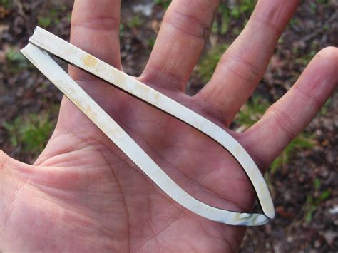 Buffalo Horn Glasses