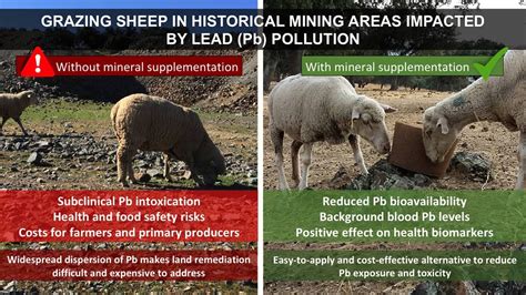 Mineral Supplementation Reduces Cattle Exposure To Heavy Metal