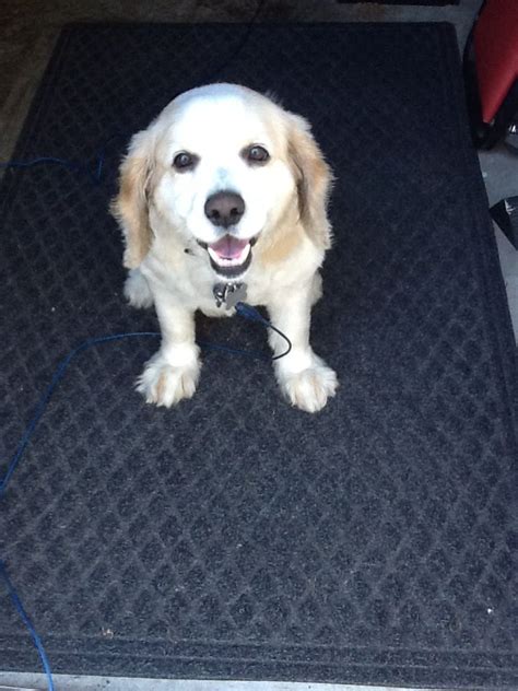 Cocker Spaniel Mixed Lab Full Grown