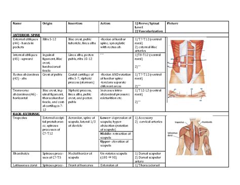 Anatomy Muscle Summary Chart Name Origin Insertion Action 1 Nerve